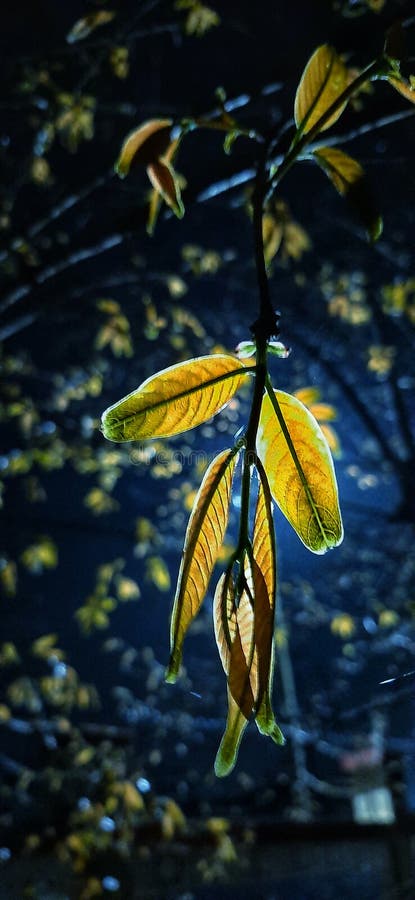 Night leaf light stock photo. Image of animal, sunlight - 185461672