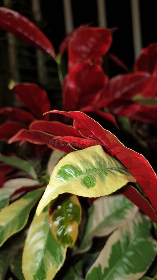 Night Leaves with Good Flash and Good Moment Stock Image - Image of ...