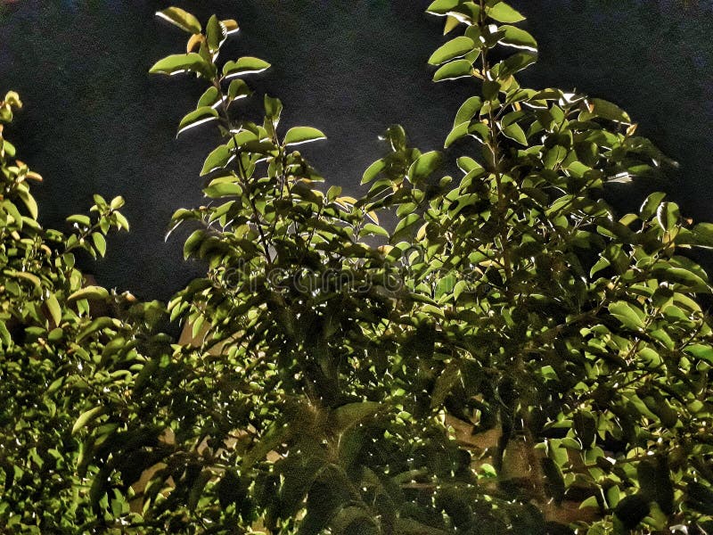 Night leaves stock photo. Image of leaf, leaves, fresh - 98252436