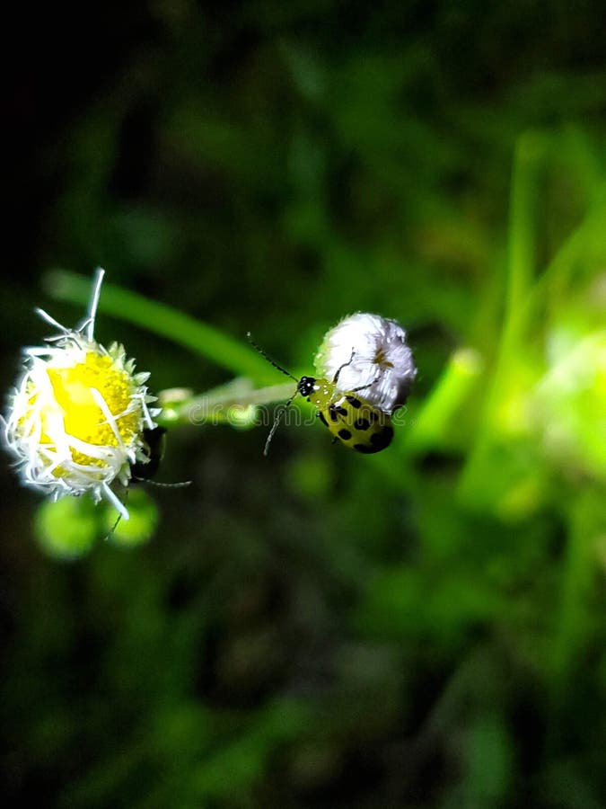 Night life stock photo. Image of nature, flower, insect - 164569420