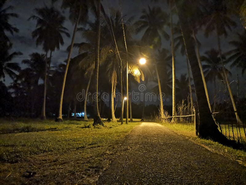 Night Light with Coconut Tree Stock Photo - Image of sunset, light ...