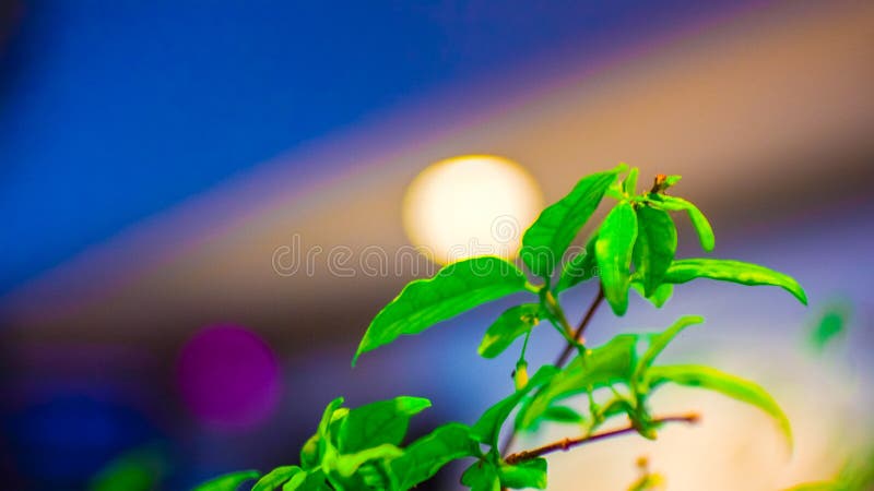 Night Light with Green Leaves Stock Image - Image of green, plants ...