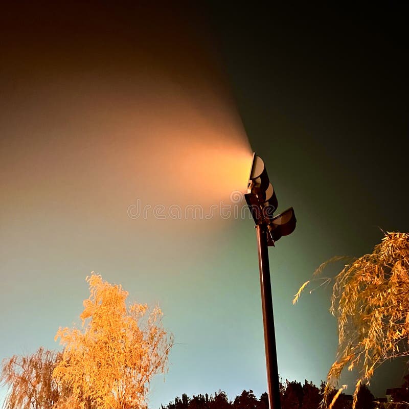 Night light stock photo. Image of branch, flower, hope - 260070524