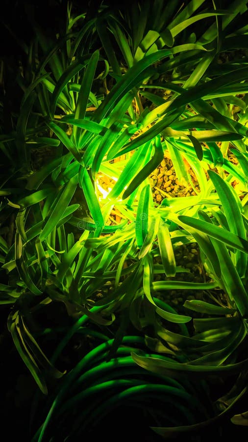 Night Lighting and Plants in the Garden Stock Image - Image of ...