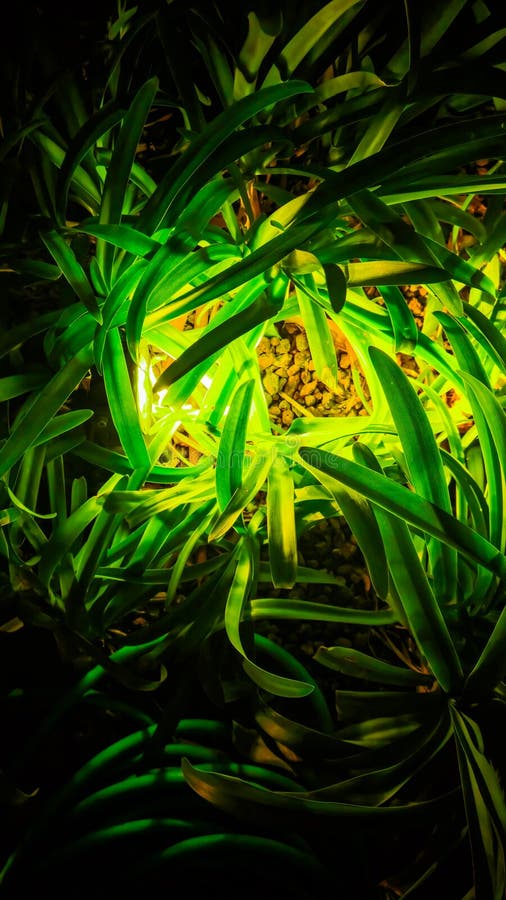 Night Lighting and Plants in the Garden Stock Photo - Image of wild ...