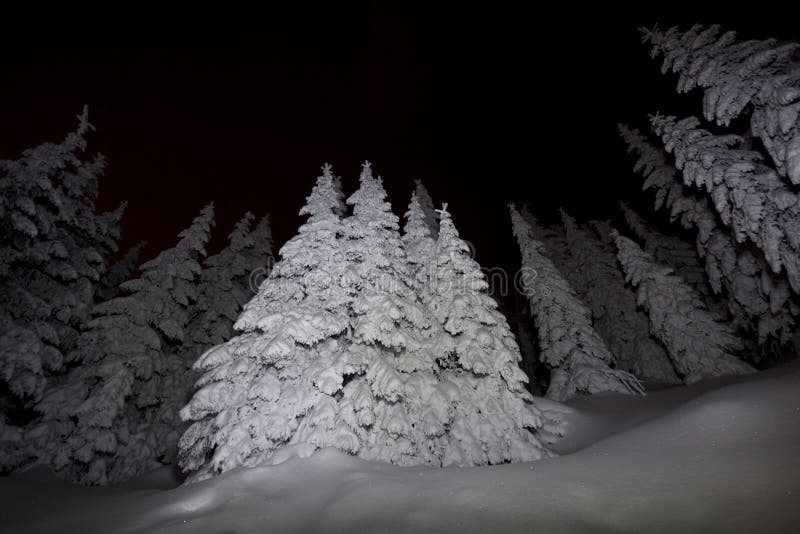 Night Lights on Deep Snowed Trees from a Forest Stock Photo - Image of ...