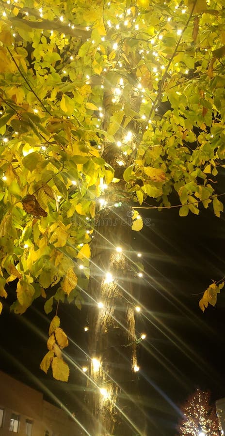 Night lights in tree city stock image. Image of plant - 234726437