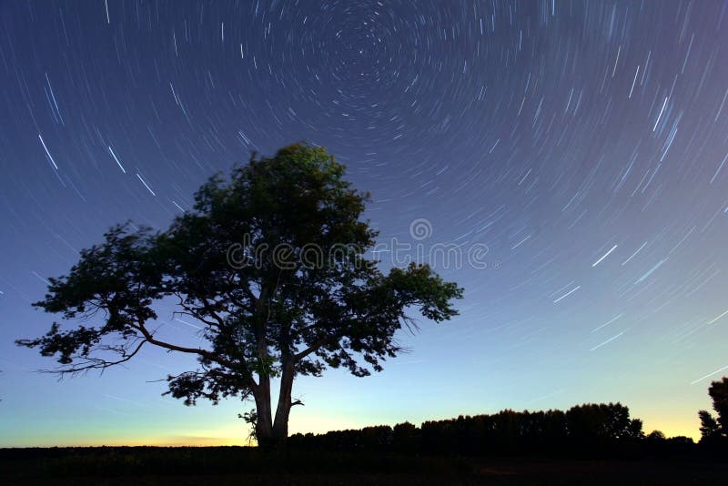 Night Lonely Tree Falling Stars Stock Photo - Image of meteor ...