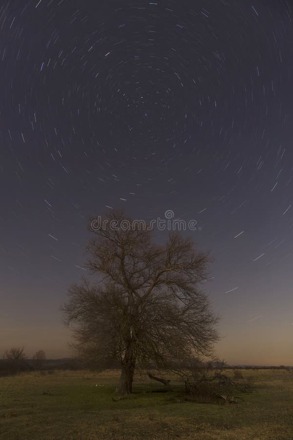 Night Long Exposure Picture Fro a Tree and Stars Stock Photo - Image of ...