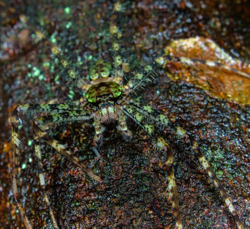 Night macro photography stock image. Image of tarantula - 81777653