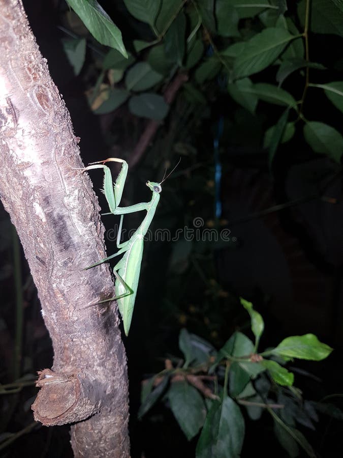 Night mantis stock image. Image of night, insect, nature - 122383353