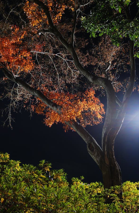 21+ Maple night tree Free Stock Photos - StockFreeImages