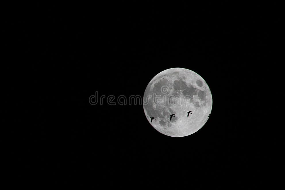 Night Migration stock photo. Image of fall, moon, full - 45442030