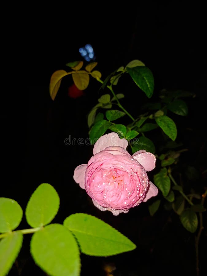 Night Mon Coeur Rose stock photo. Image of blossom, petal - 224064082