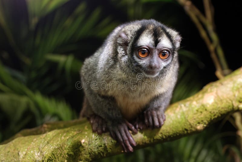 Night Monkey, Also Known As Owl Monkey Stock Image - Image of cute ...