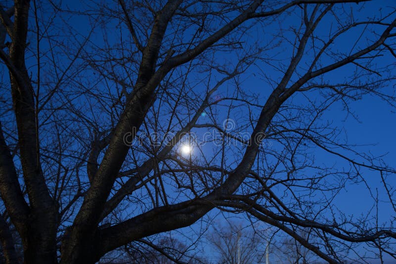 Night Moon and the Branches of Trees Stock Image - Image of moon ...