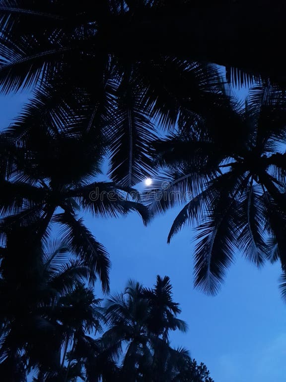 Night moon stock image. Image of good, night, moon, tree - 130344945