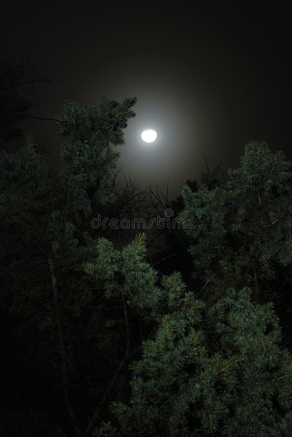 Night, Moon over Trees stock image. Image of full, shining - 2443509