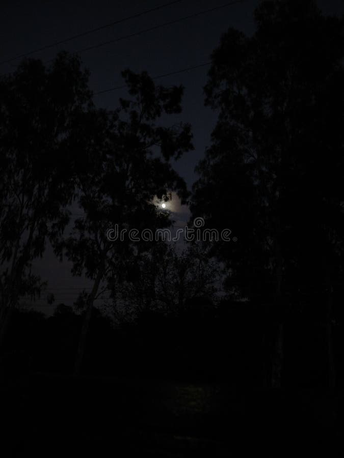 At Night the Moon Peeping through the Trees Silhouette Backlit Stock ...