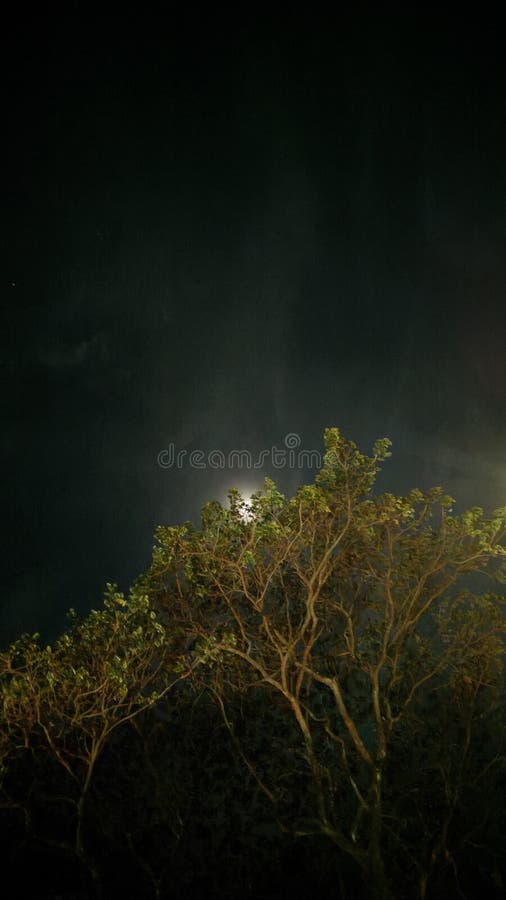 Night moon with tree stock image. Image of warm, night - 276308623