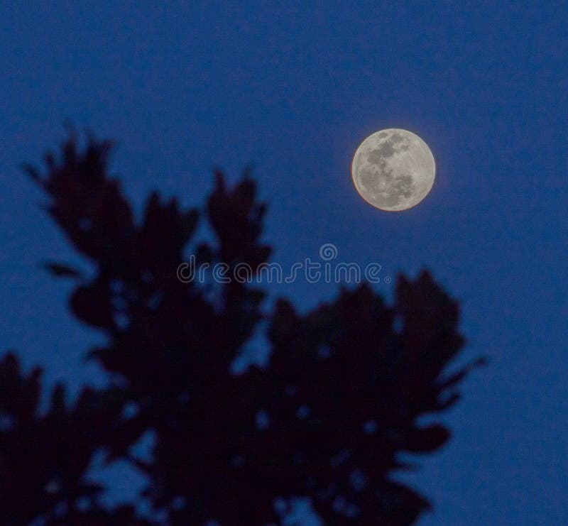 Night moon, and tree stock image. Image of dark, moonshine - 139879487