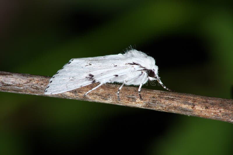Night moth stock photo. Image of night, fauna, moth, background - 12199372
