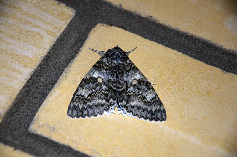 Night moth on a brick wall stock photo. Image of moth - 111795302