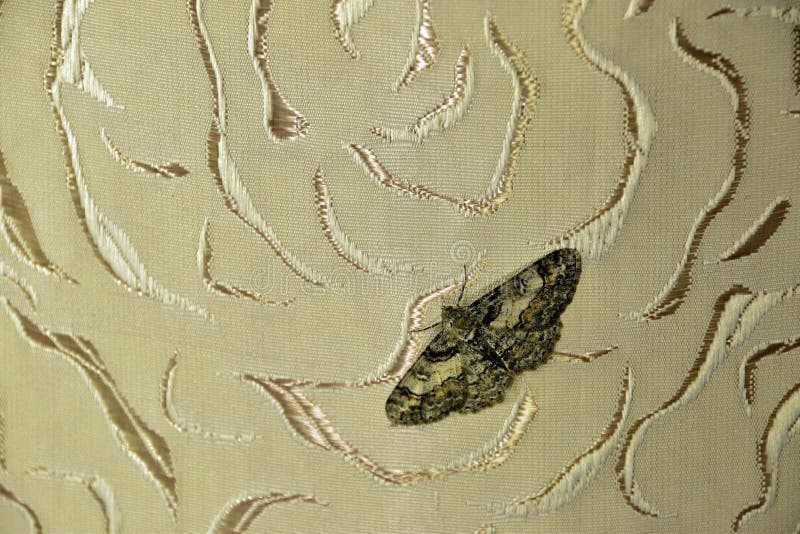 Night moth stock photo. Image of life, closeup, head - 219042058