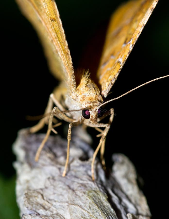 Night moth on flower stock photo. Image of garden, background - 27343910