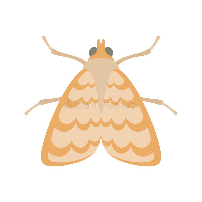Night Moth Insect Flat Style Vector Illustration Stock Vector ...