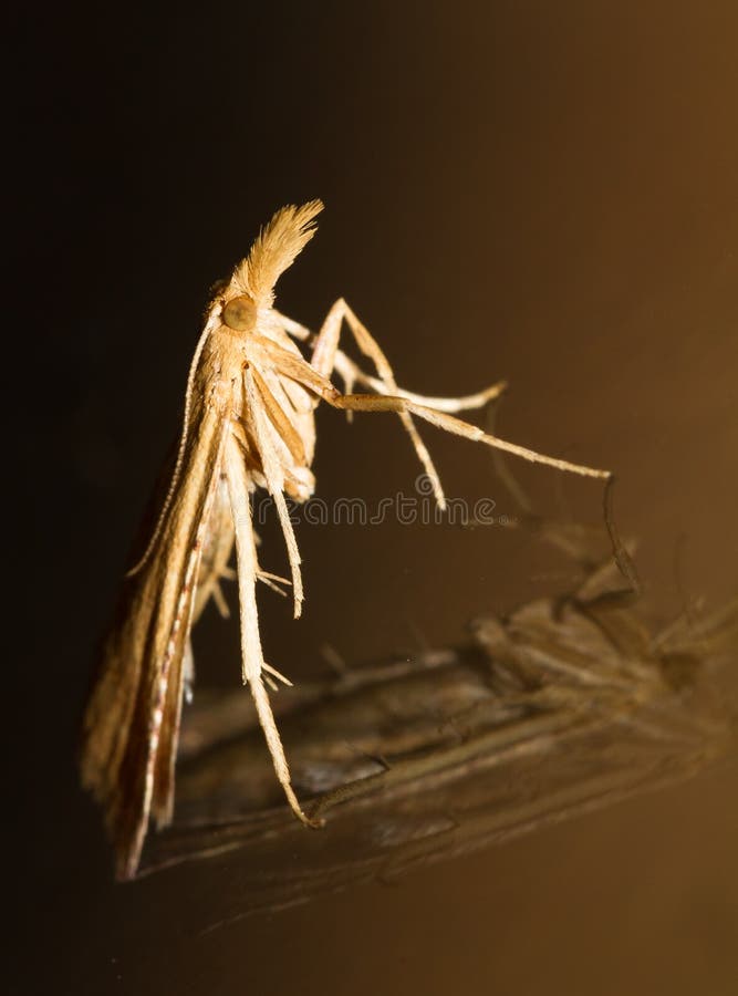 Night moth reflection stock photo. Image of fauna, compound - 27343624