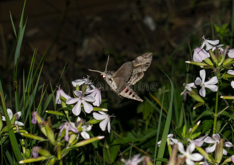 Night Moth - Sphinx Moth, Feeds on Flower Nectar. Photographed during ...