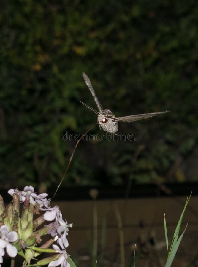 Moth in Flight at Night - Sphinx Moth - with Long Horn Collects Flower ...