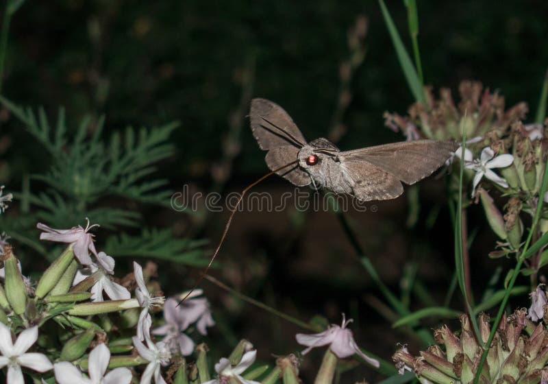 Moth in Flight at Night - Sphinx Moth - with Long Horn Collects Flower ...