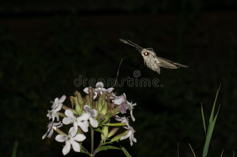 Night Moth - Sphinx Moth, Feeds on Flower Nectar. Photographed during ...