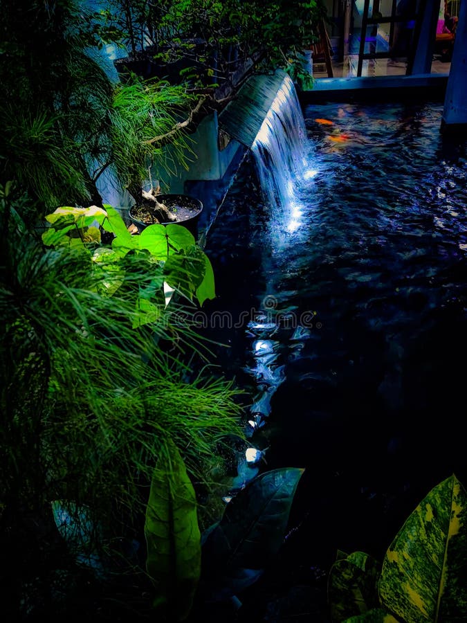 In the Night in My Fish Pond Stock Photo - Image of night, pond: 251751304