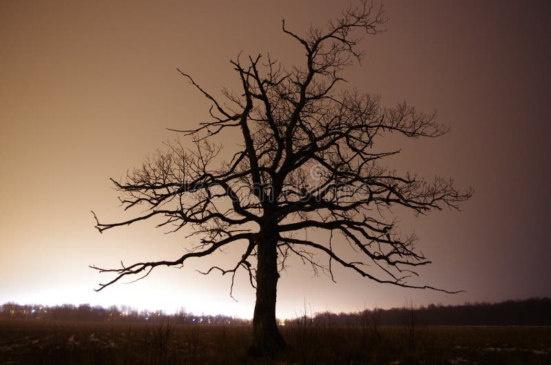 Night stock image. Image of clouds, tree, bare, winter - 39613321