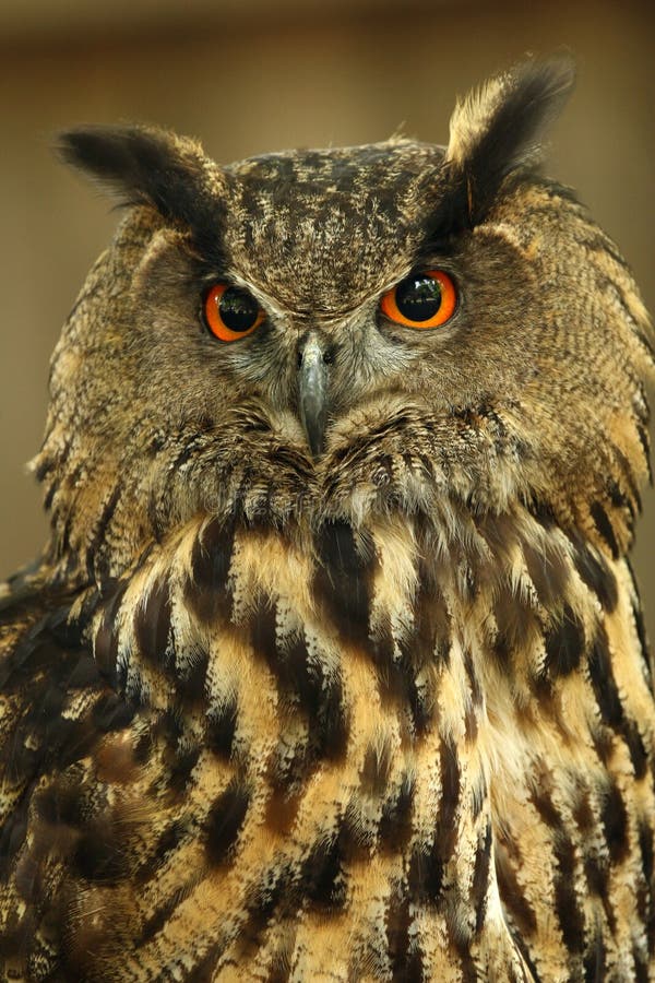 Night owl stock image. Image of animal, wildlife, bird - 9829921