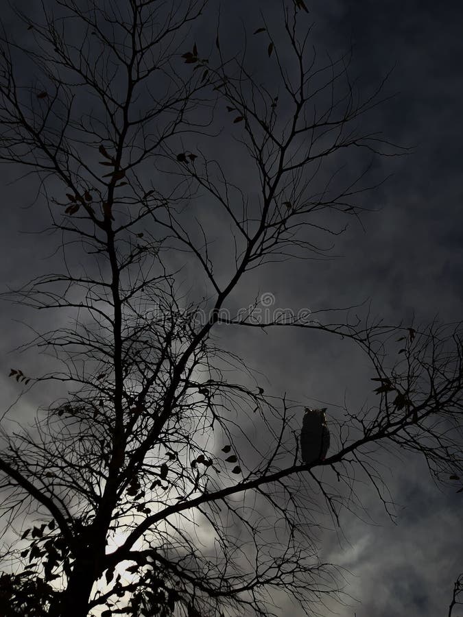 Night owl tree stock image. Image of branch, plant, black - 260117999
