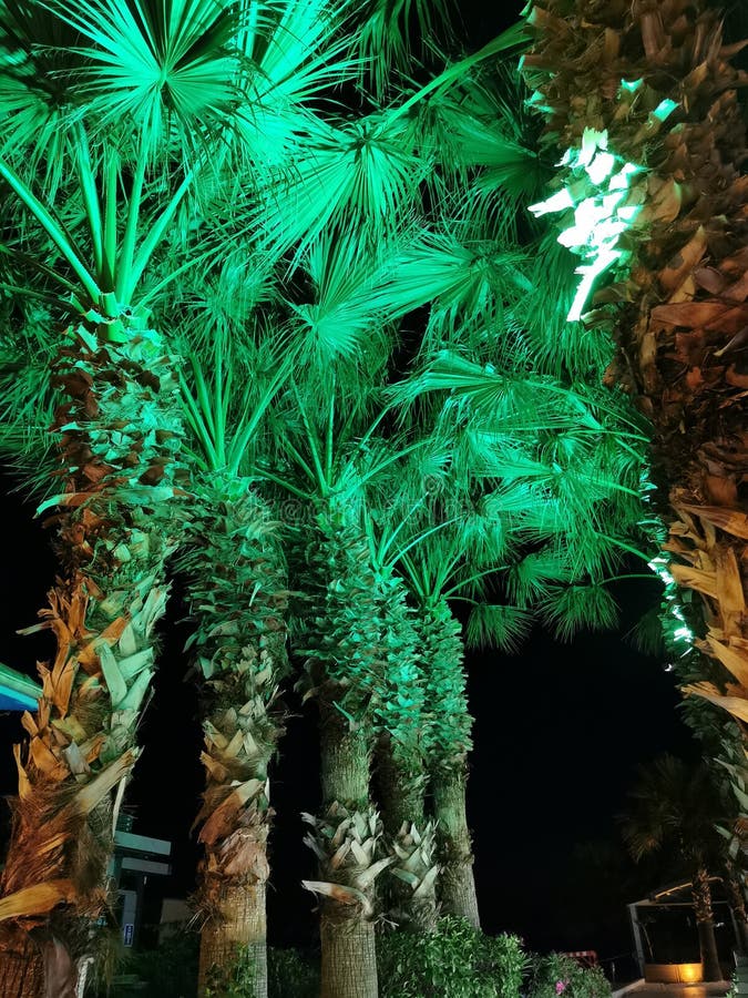 42,142 Night Palm Stock Photos - Free & Royalty-Free Stock Photos from ...