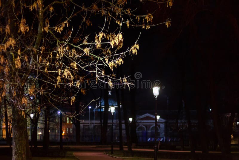 Night Park. Tree Branches with Lighting. Urban Lamp Tree Stock Photo ...