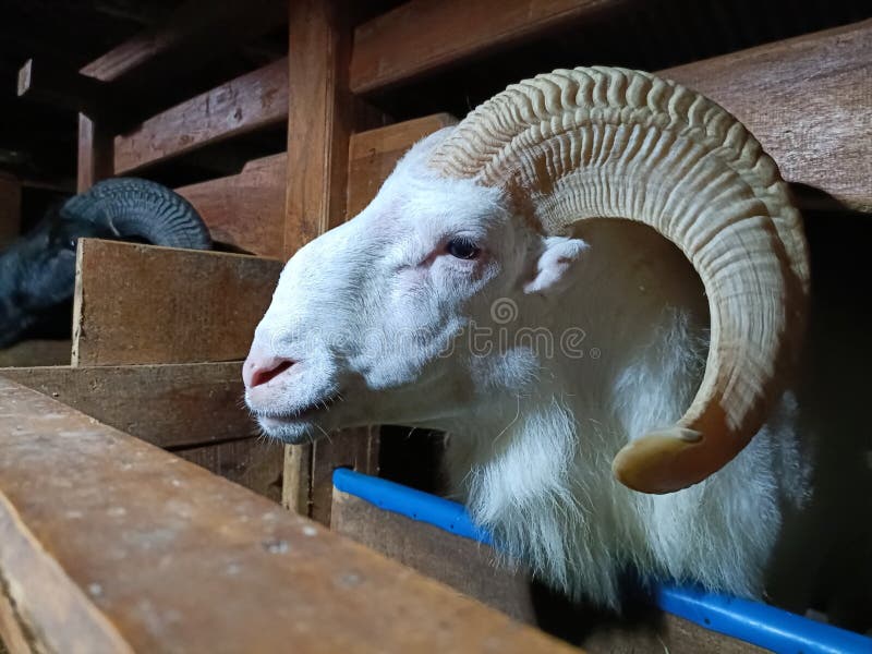 Goat Farm with Many Goat Inside Stock Photo - Image of goats, hewan ...