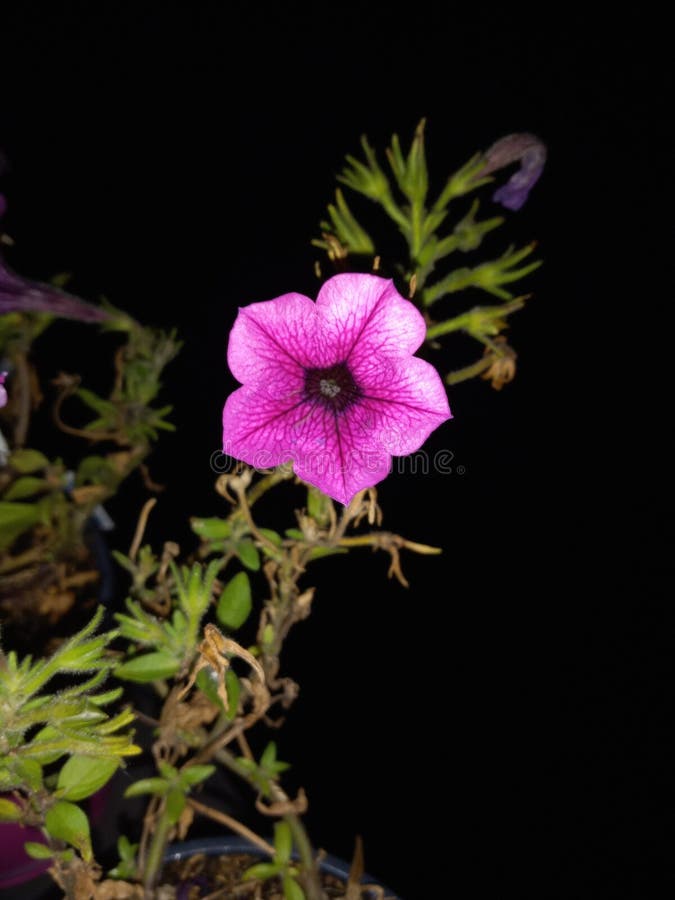Night Photo of Pink Flower Black Sky Stock Image - Image of pink, night ...