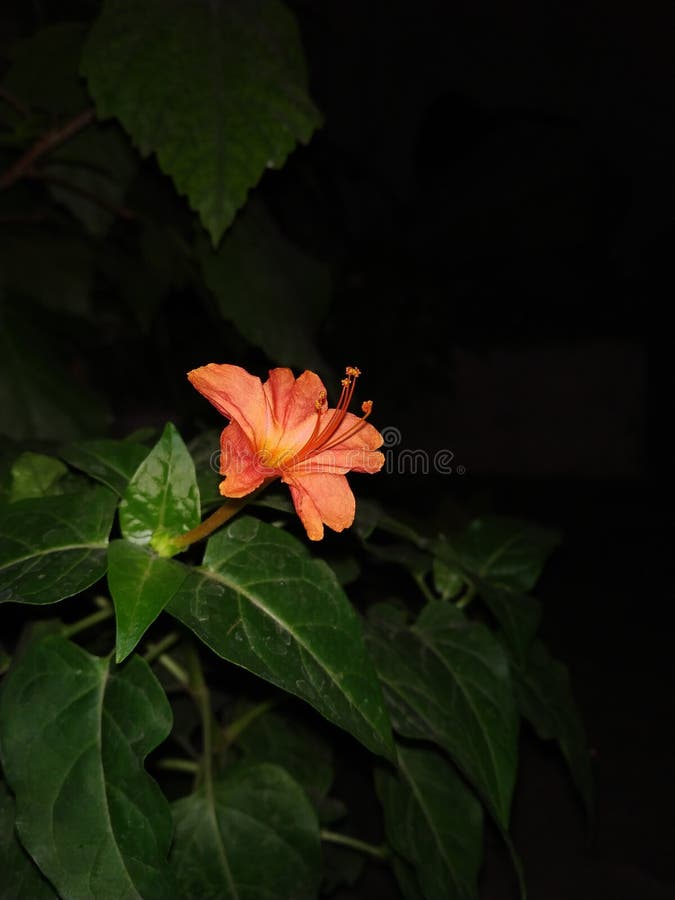 Night Photography about Flower Stock Image - Image of animal, leaf ...