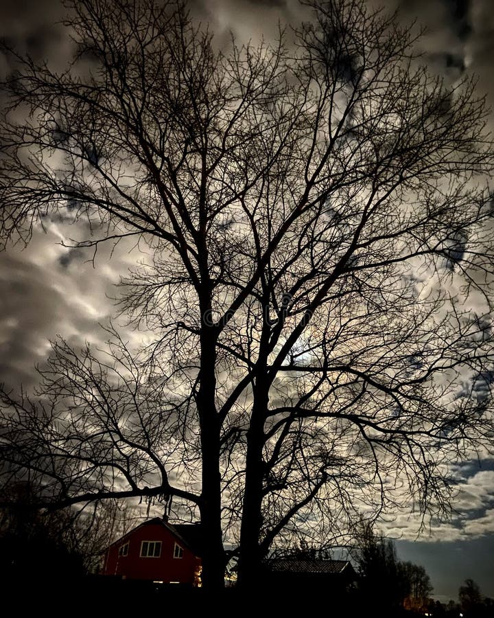 Tree, Moon, Light, Glow, Night, Full Moon Stock Photo - Image of ...