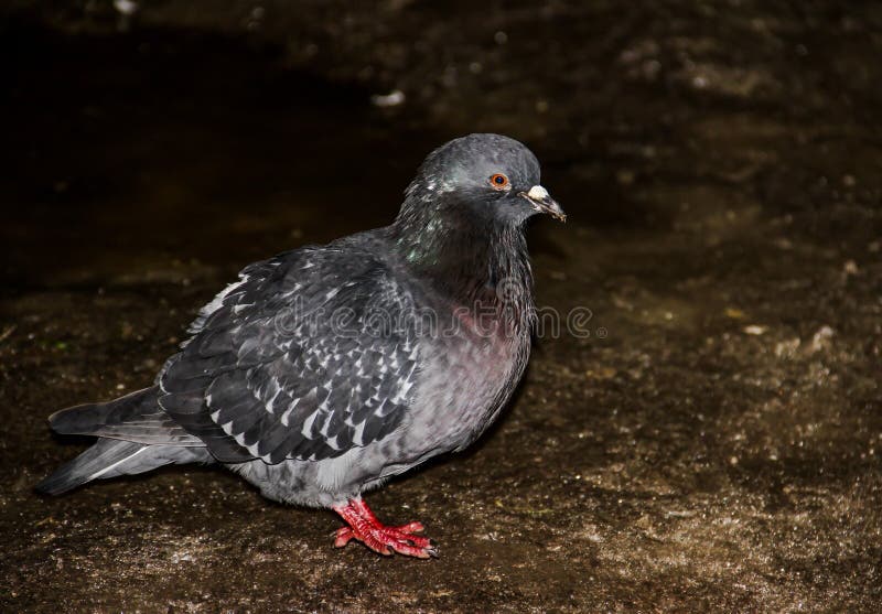 Night pigeon stock photo. Image of night, looking, pigeon - 108062922