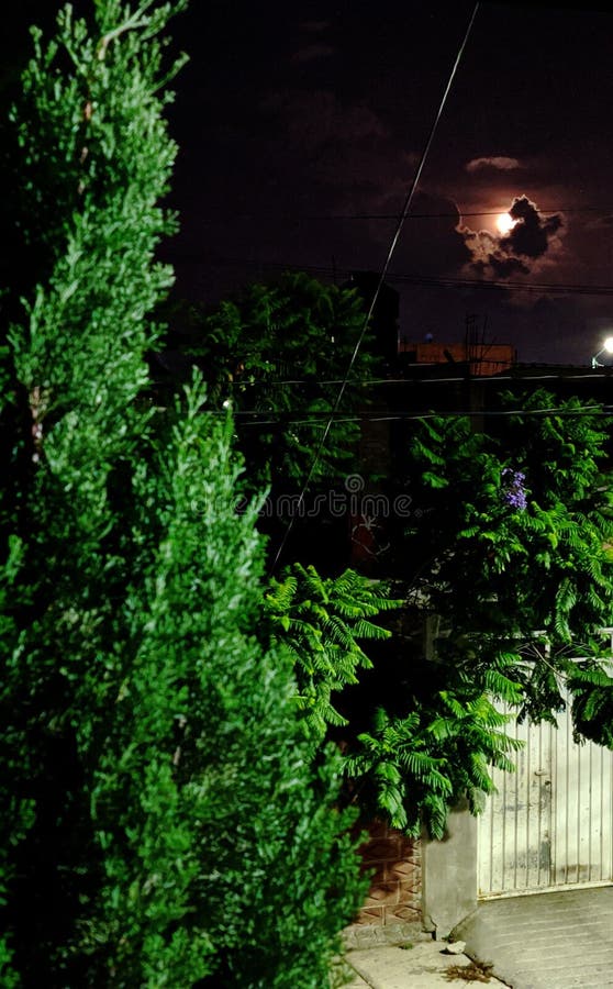 Night Pine Green full moon stock photo. Image of full - 195006584