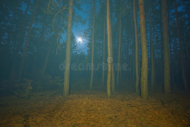 Night Pine Tree Forest at the Night Stock Photo - Image of landscape ...