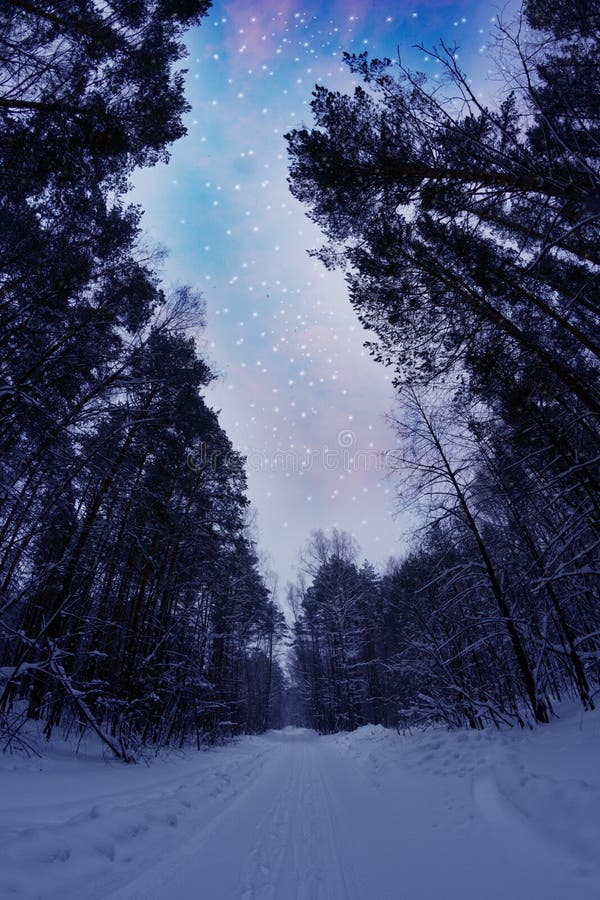 Pine Tree Forest at Night stock photo. Image of evening - 34325294