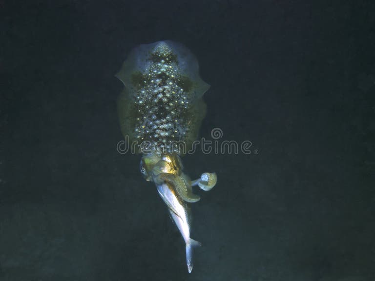 Night Predator stock photo. Image of squid, nocturnal, hunting - 307166